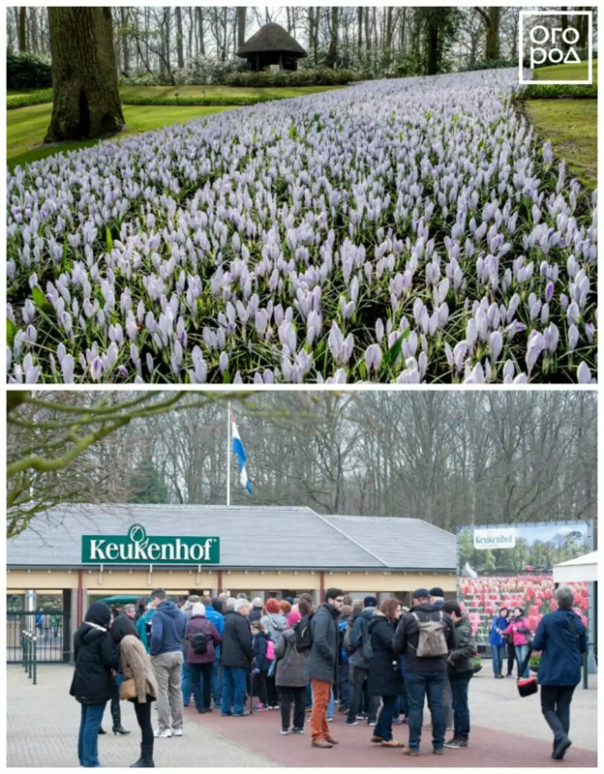 Kökekenhof 2016 Цветя