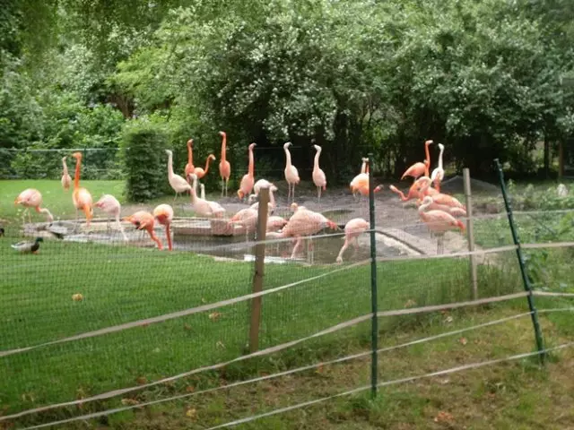 flamingo ສີບົວ