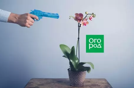 Pil Orchid stoppede i vækst. Hvad skal man gøre? 1204_6