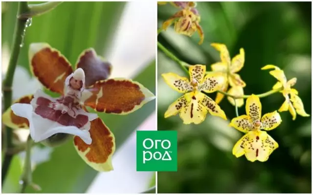 Orkidé oncidium