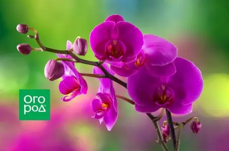 Iwe uchazvidzidza kubva pane chiuru: 10 iyo inonyanya kuzivikanwa orchids 1205_12