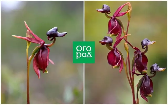 Orchid careani