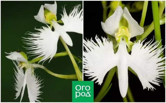 Orchid ceam cloam