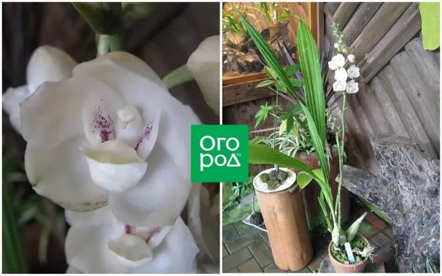 Permester orchid sare