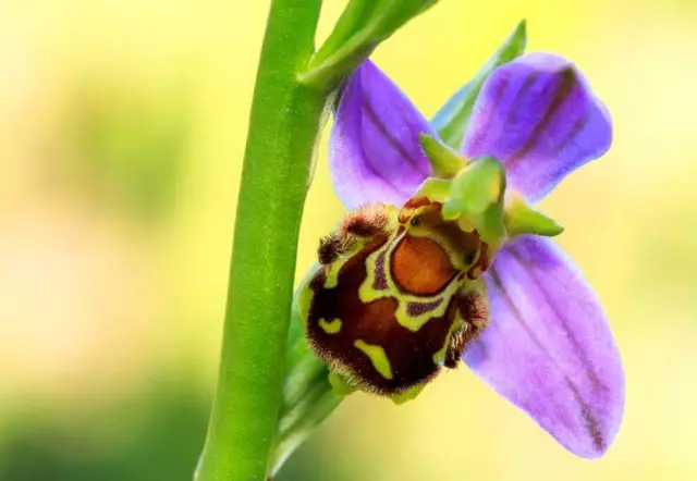 Orchid Oppis Beeon-liknande