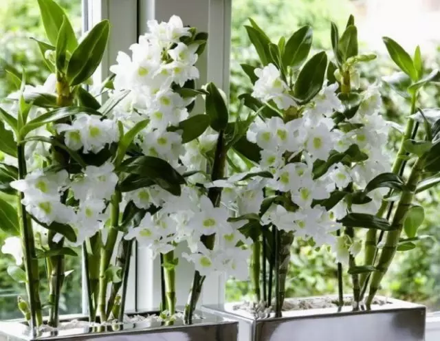 Orchid Dendrobium