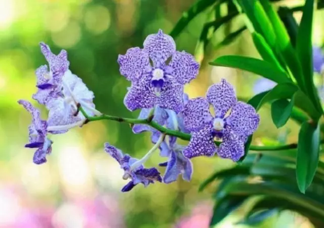 Tegeirian Vanda