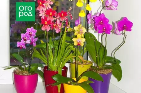 Iwọ yoo kọ o jade ninu ẹgbẹrun: 10 awọn orchids ti o gbagbe julọ 1205_3