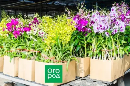 Iwọ yoo kọ o jade ninu ẹgbẹrun: 10 awọn orchids ti o gbagbe julọ 1205_6