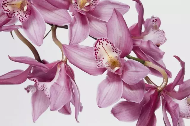 Orchid cymbidium