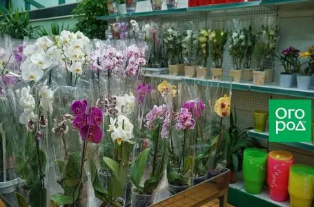 Iwọ yoo kọ o jade ninu ẹgbẹrun: 10 awọn orchids ti o gbagbe julọ 1205_9