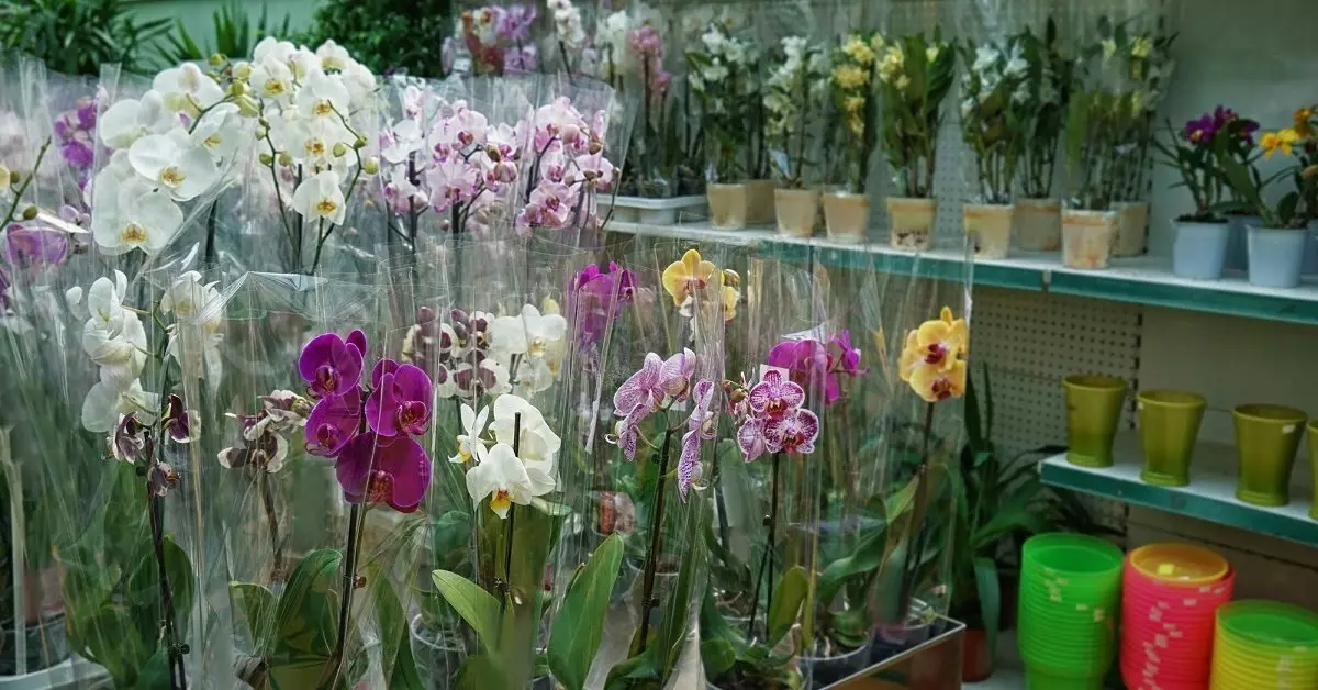 Orchidea ajándékként: Hogyan válasszuk ki és ki adni