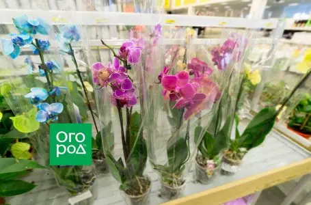 Orchid sebagai hadiah: bagaimana untuk memilih dan yang memberi 1206_5