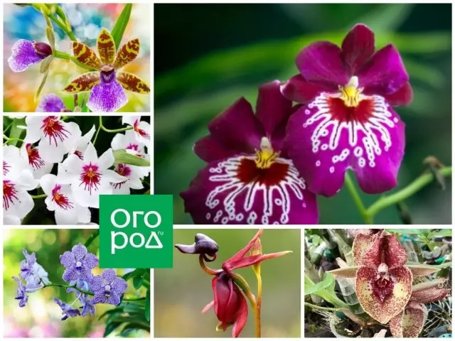 Különböző orchideák