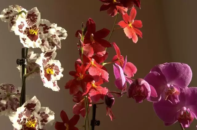 Orchids