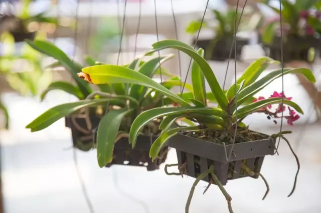 Ingemaakte orchideeën. Opknoping in de tuin kleine orchideeën