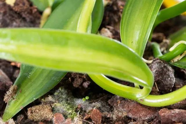 Möglig blomkruka med gröna blad (närbild)