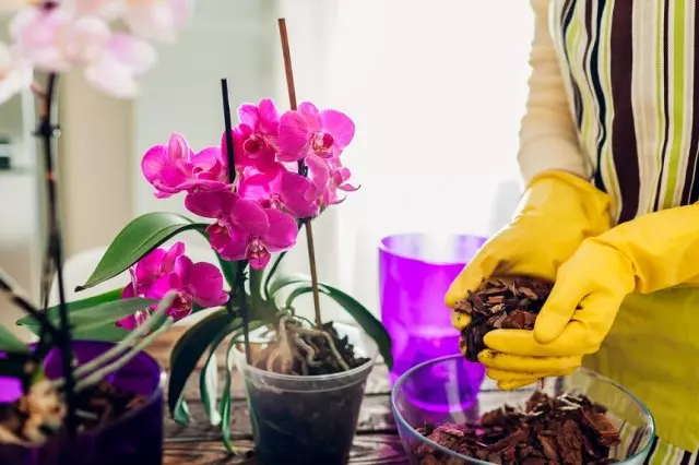 Kvinna transplanterar orkidé i en annan kruka på köket. Hemmafru tar hand om hemplanter och blommor. Trädgårdsarbete.