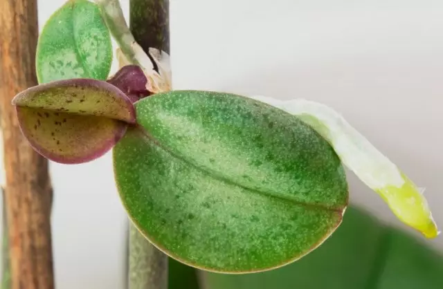 La reproducción de la orquídea por descendencia lateral