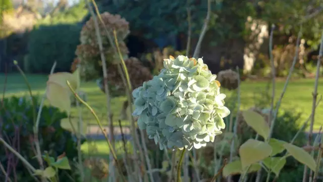 Hydrangea.