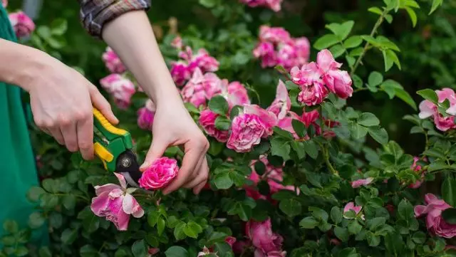 Rose Trimming