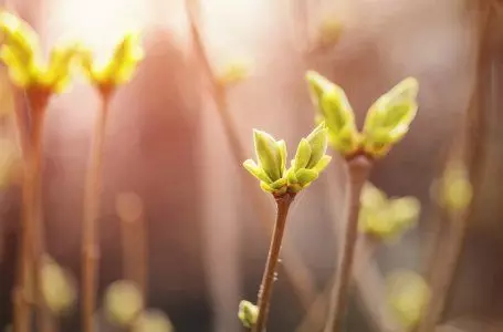 Kiuj plantoj devas eltondiĝi post florado 1210_31