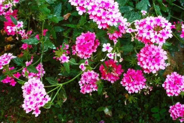 Verbena Hybrid