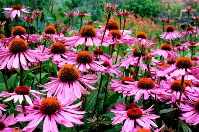 ခရမ်းရောင် Echinacea