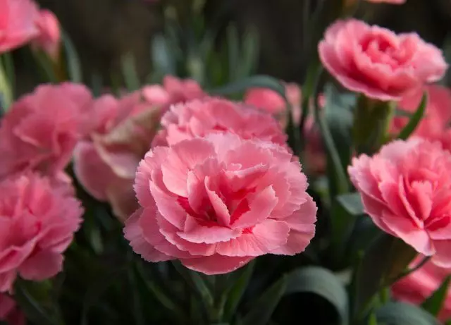 I-Garden Carnation