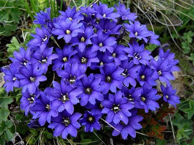 Gentian.