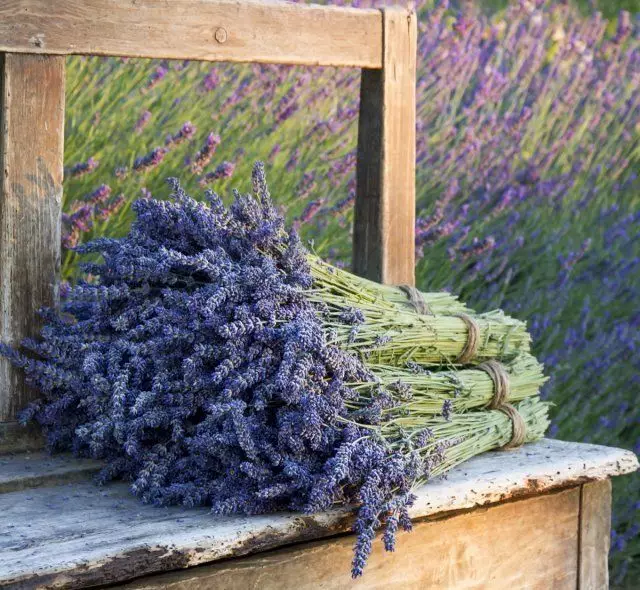 Lavanda