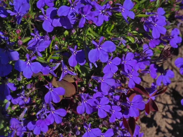 Lobelia Erinus.