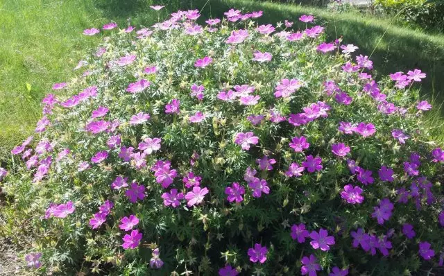 Geranium đỏ