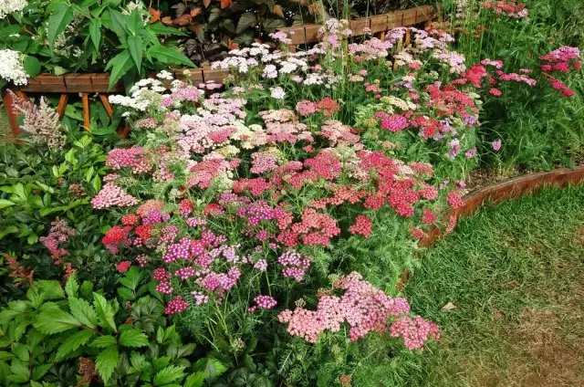 A Yarrow.