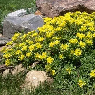 Sedum Kamtschathicum，Sedum Floriferum）