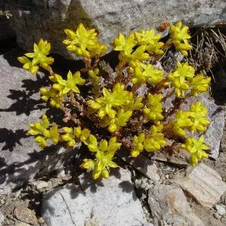 兰克坦（Sedum Lanceolatum）