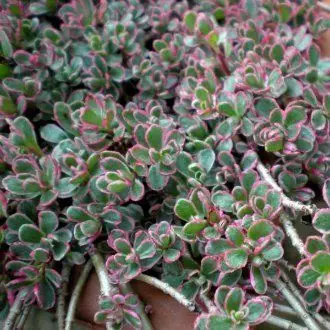 Sedum Spurium（Sedum Spurium）