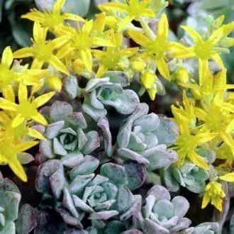 Sedum spathulifolium。