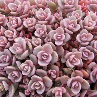 多软件（SEDUM Pluricaule）