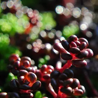 家禽凉亭（Sedum ornithogalum）