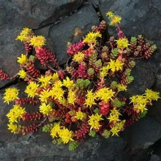 审议的信用（Sedum divergens）