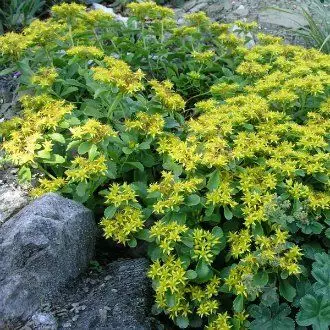 Selskianum（Sedum Selskianum）