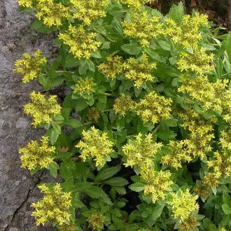 仙人掌（Sedum Taskimense）