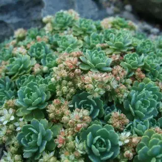 运动衫（Sedum pachyclados）