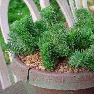 Forster Forsterianum（Sedum Forsterianum）