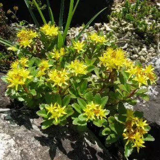 Sedum Azoon（Sedum Aizoon）