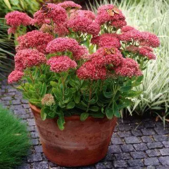 海关常见的电话（Sedum Tellowim）