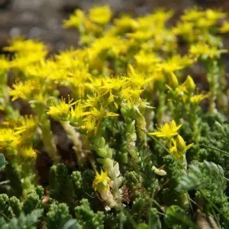 癌症Custod（Sedum Acre，S. Procumbens，S.Glaciale，S.忽略）