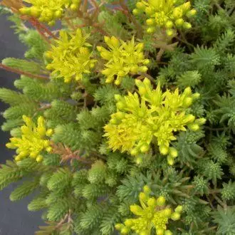 淡黄色遭受（SEDUM OCHROLEAFUM）