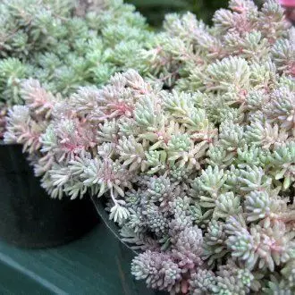 Sedumps испанӣ (sedum sedumiicum, гилуқияи sedum)